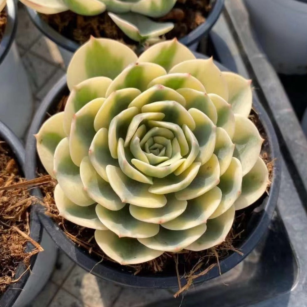 Echeveria Lenore Dean 7cm – Senyang Horticulture