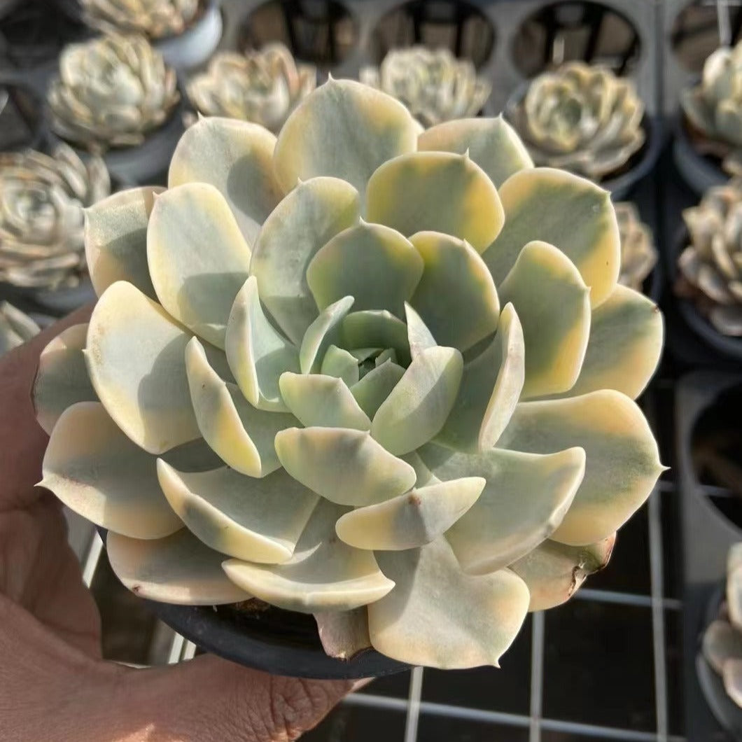 Echeveria Runyonii variegated 7cm – Senyang Horticulture