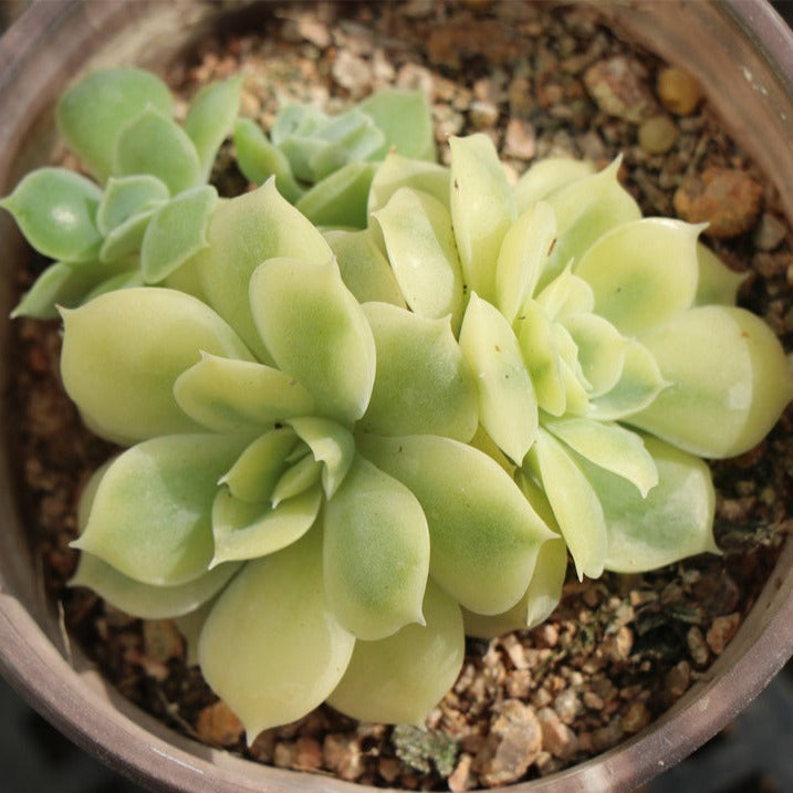 Echeveria Onslow variegated (yellow) Cluster pot size 9cm – Senyang Horticulture