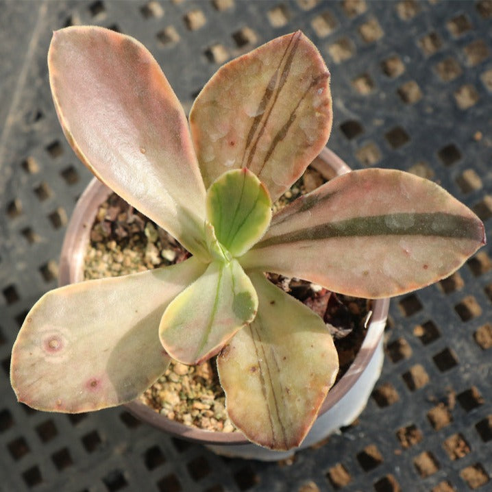 Echeveria Fasciculata variegated modona pot size 9cm – Senyang Horticulture