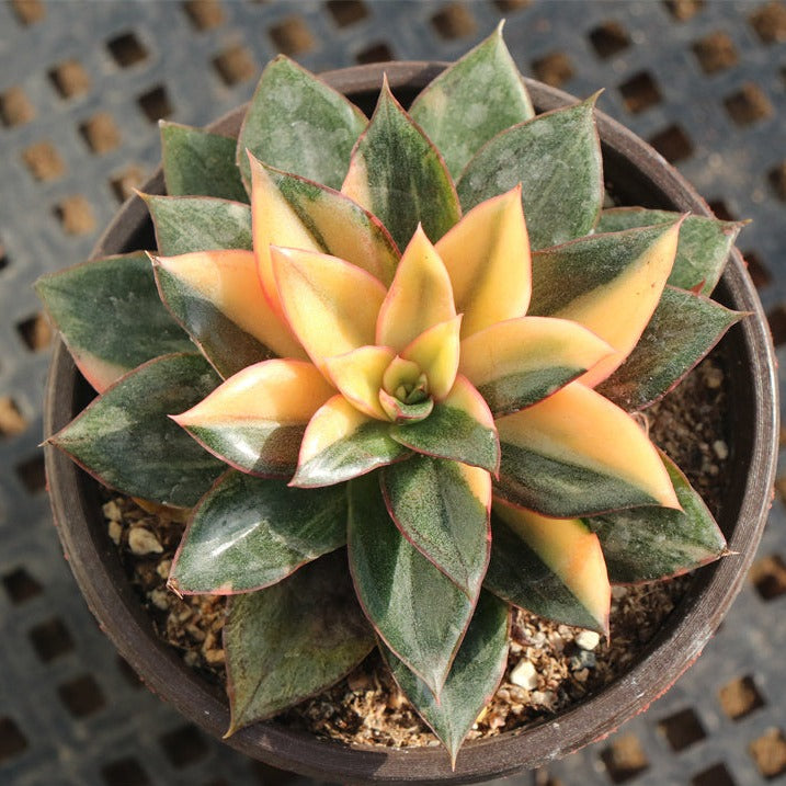 Echeveria Monocerotis variegated pot size 9cm – Senyang Horticulture