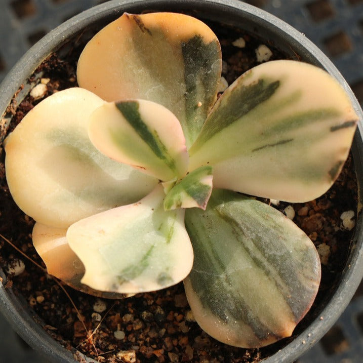 Echeveria Fasciculata variegated modona pot size 9cm – Senyang Horticulture