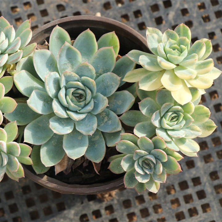 Echeveria ‘Strawberry ice’ variegated cluster pot size 12cm – Senyang Horticulture