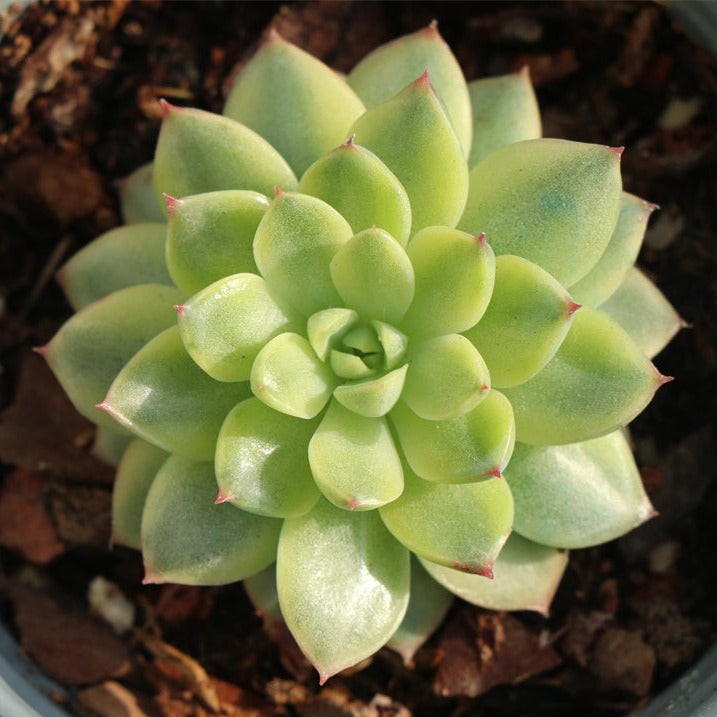 Echeveria rare variegated succulents pot size 9cm (麦比娜) – Senyang Horticulture
