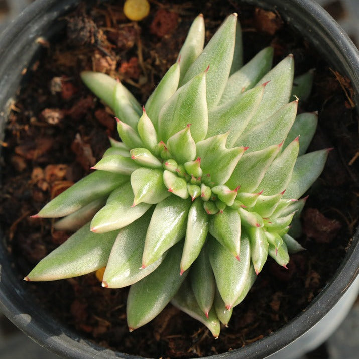 Echeveria Cristata succulents pot size 9cm（艾克混缀化） – Senyang Horticulture