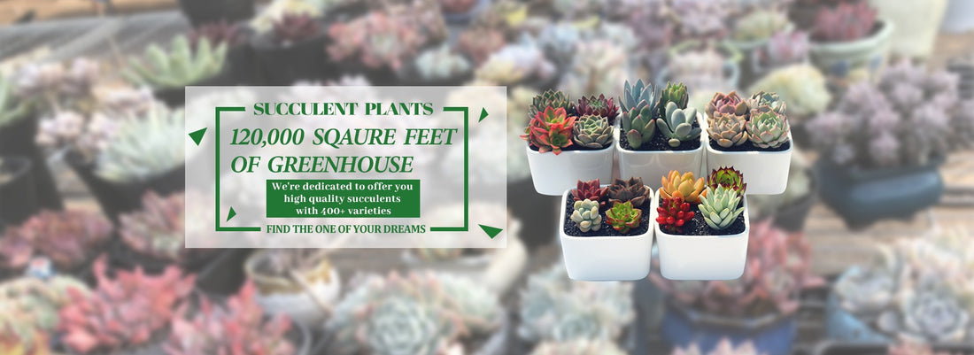 Senyang Horticulture