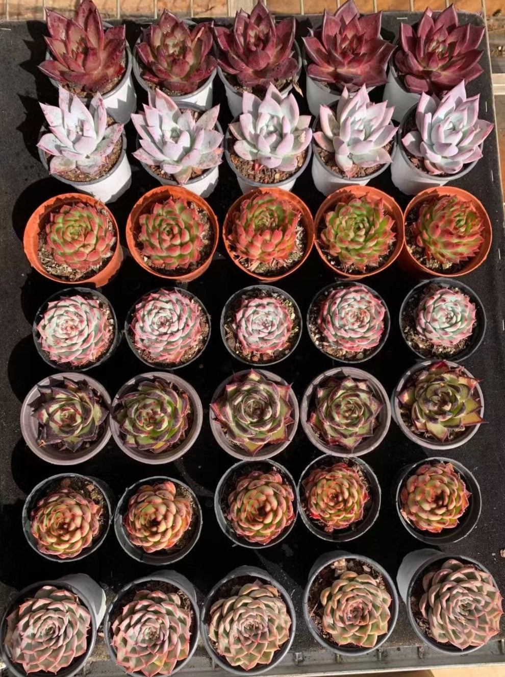 Combo 6- Echeveria Mix 35 pcs, 9cm – Senyang Horticulture