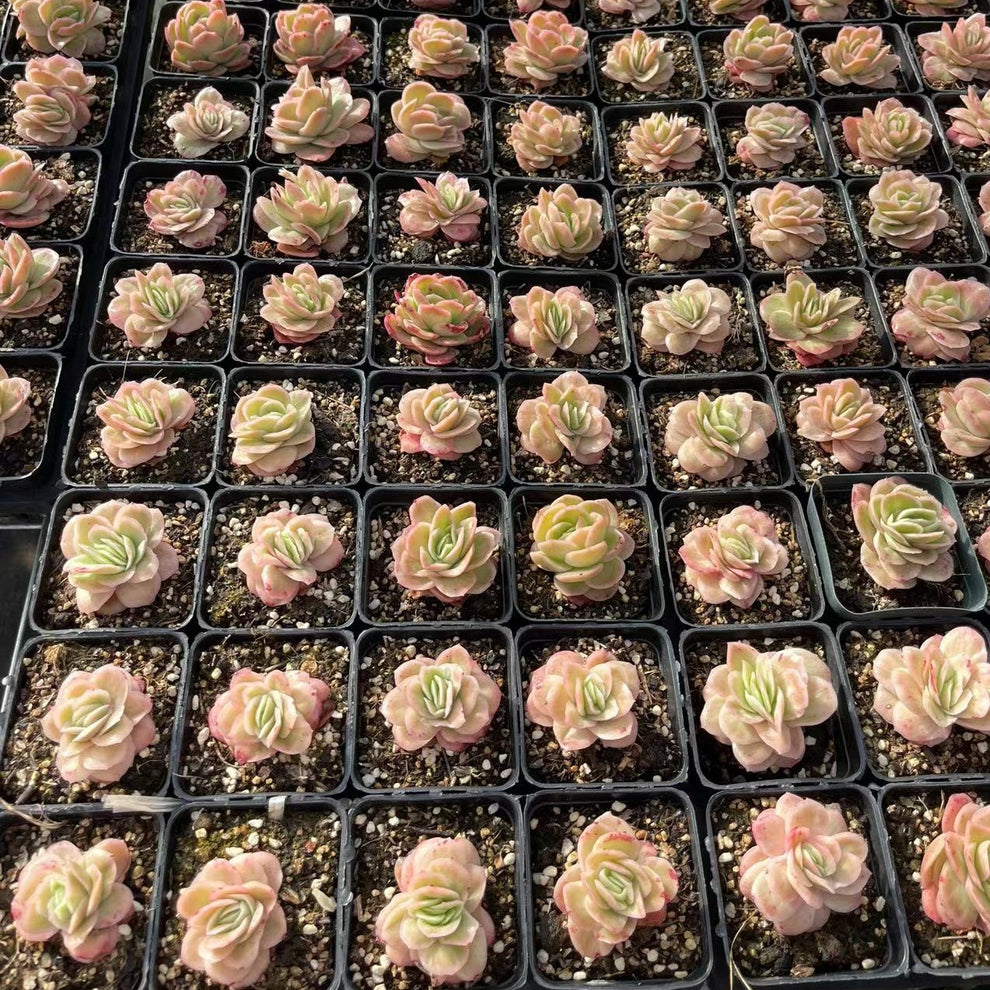 Echeveria Ice Rose Variegated 5cm – Senyang Horticulture