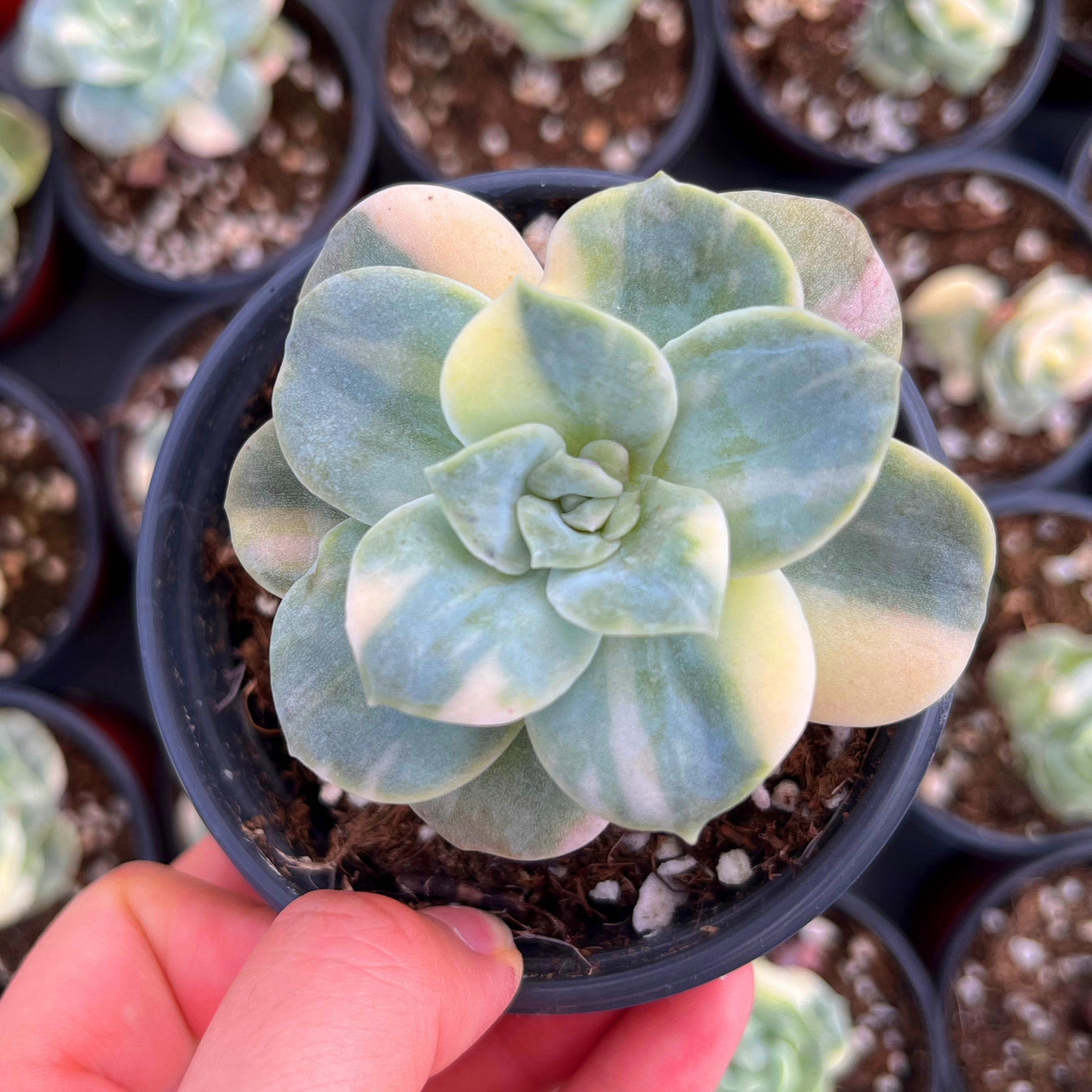 Echeveria Lovely Rose Variegated 7cm – Senyang Horticulture