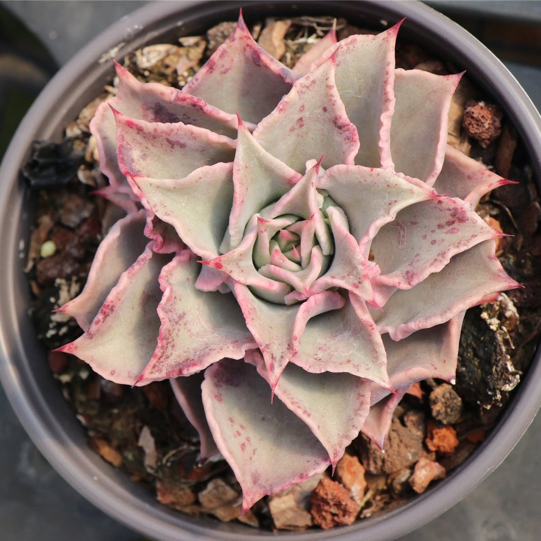 Echeveria Madiba 10cm – Senyang Horticulture