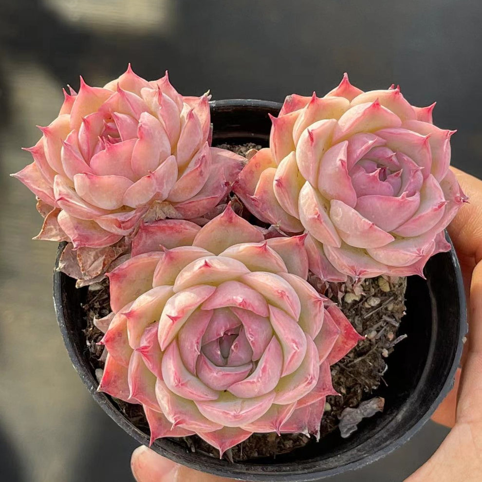 Echeveria Pink Crystal Cluster 12cm – Senyang Horticulture