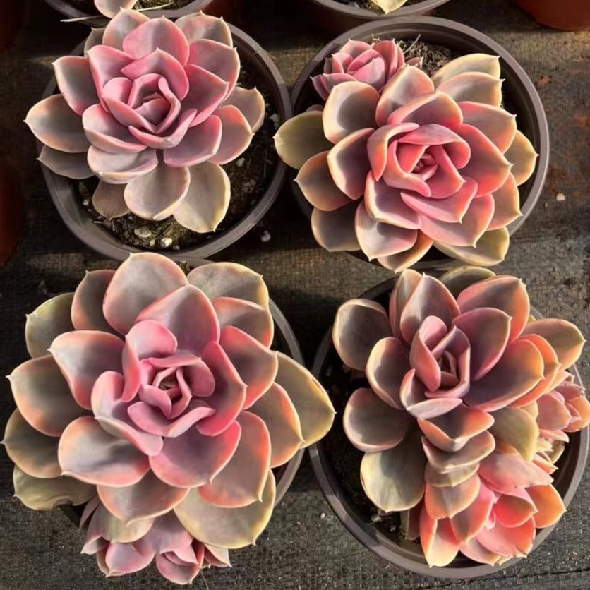 Echeveria Rainbow 7cm – Senyang Horticulture