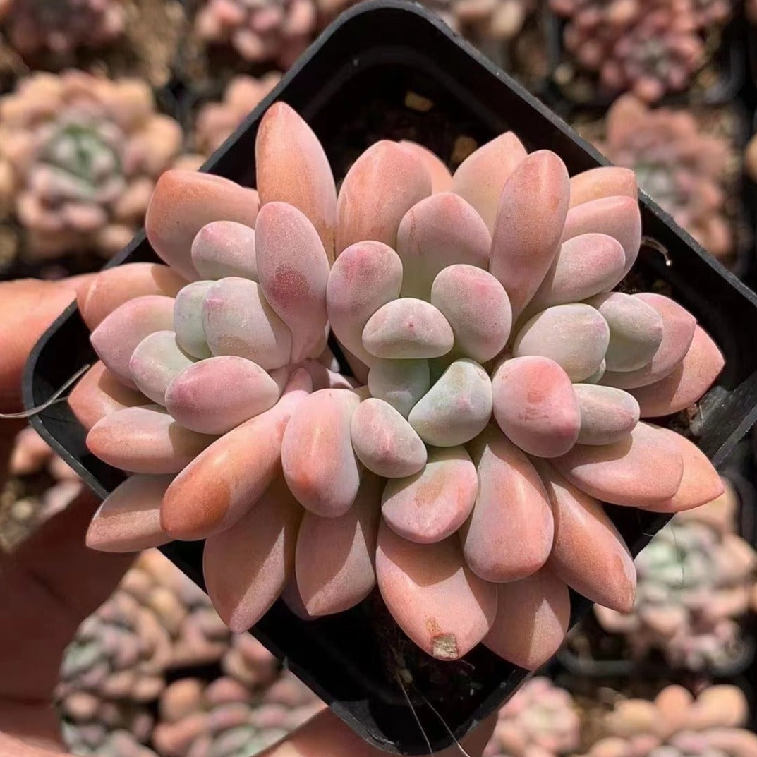 Echeveria 'Xylitol' cluster 7cm – Senyang Horticulture