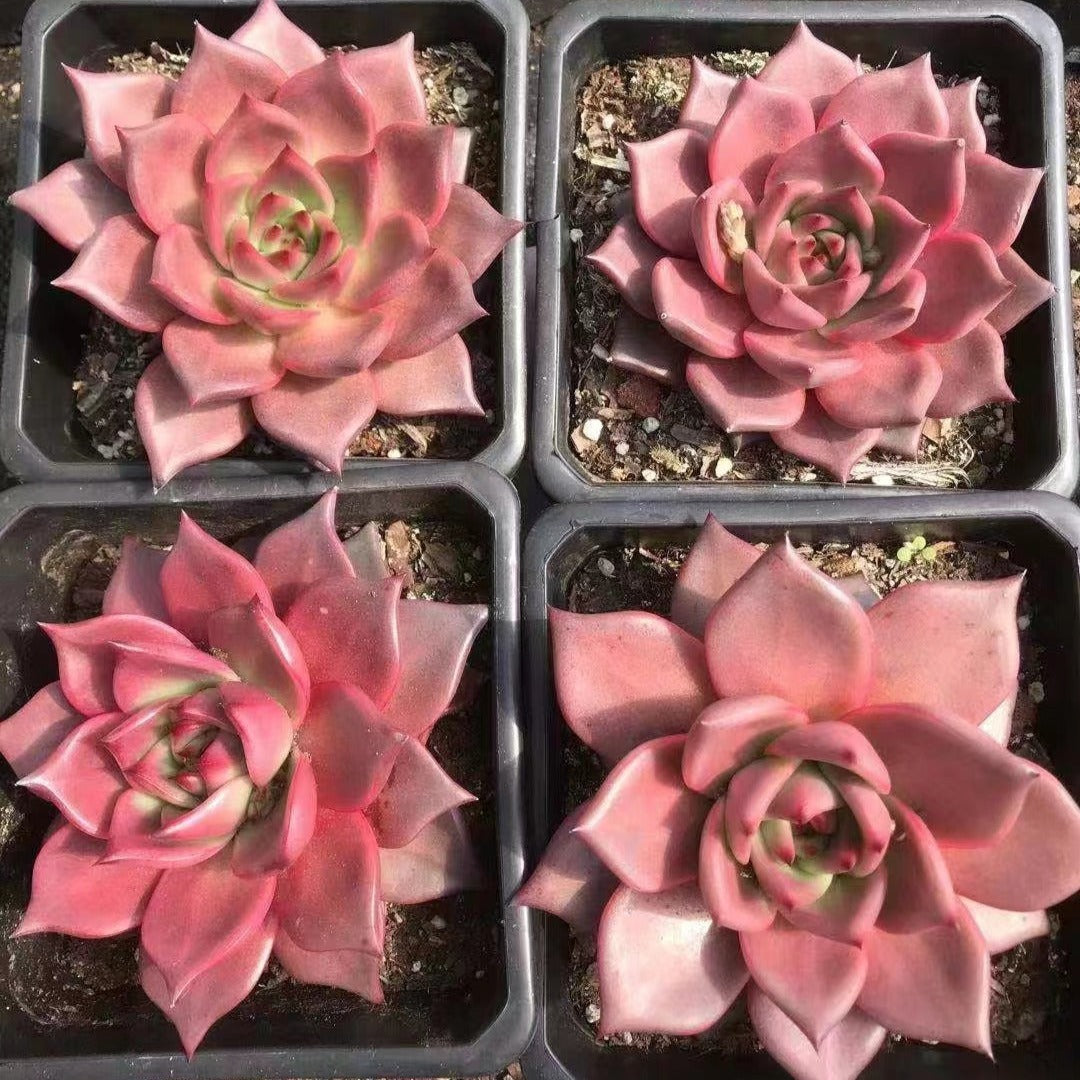 Echeveria agavoides 'Blood Romeo' 7cm – Senyang Horticulture