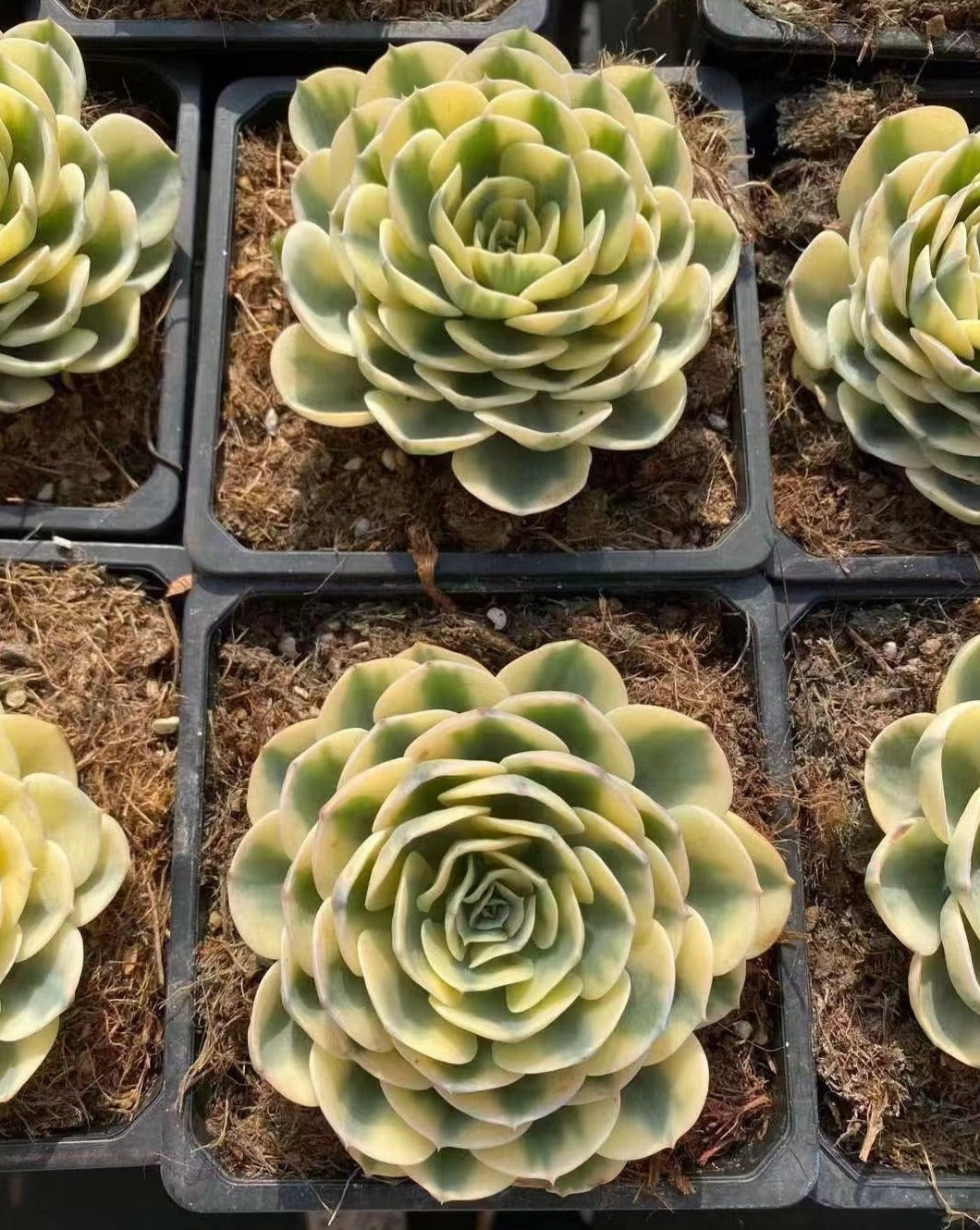 Echeveria Lenore Dean 12cm – Senyang Horticulture