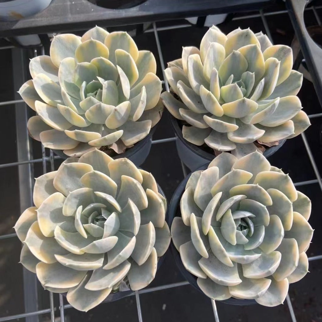 Echeveria Runyonii variegated 7cm – Senyang Horticulture
