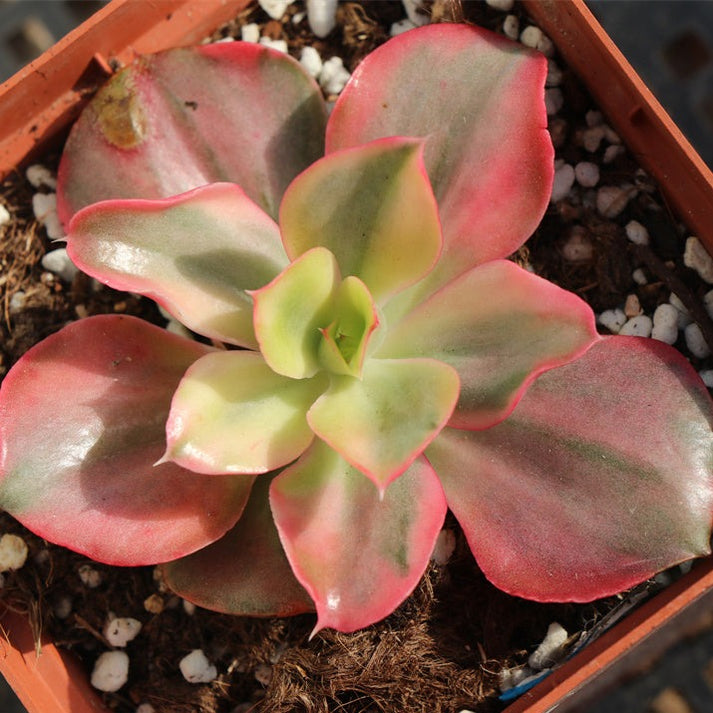 Echeveria Yamato-no-Mai variegated pot size 10cm – Senyang Horticulture