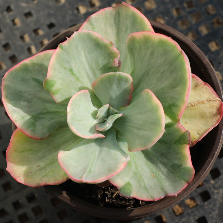 Echeveria Dick Wright variegated pot size 10cm – Senyang Horticulture
