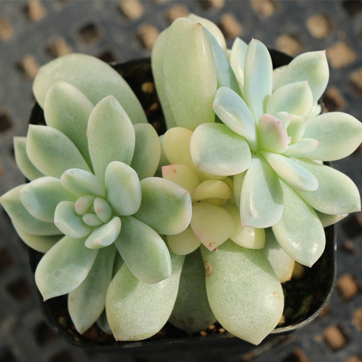 Echeveria Monroe variegated pot size 6.5cm – Senyang Horticulture
