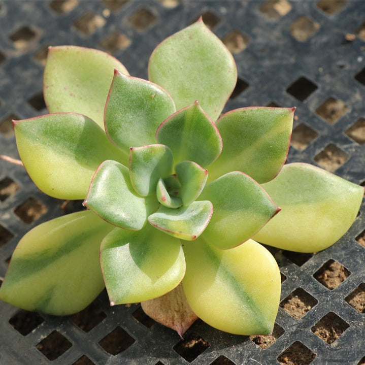 Echeveria Riga variegated Pot size 5cm – Senyang Horticulture