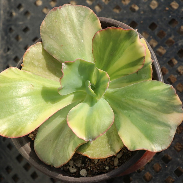Echeveria Kankan variegated pot size 10cm – Senyang Horticulture