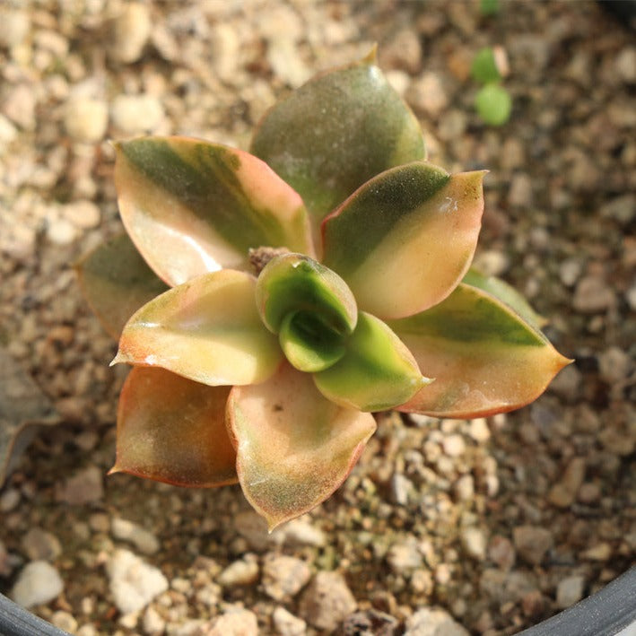 Echeveria Yamato-no-Mai variegated pot size 9cm – Senyang Horticulture