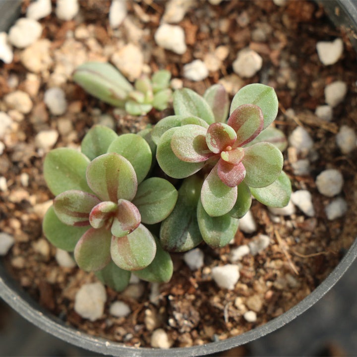 Echeveria CV Rezry variegated pot size 5cm – Senyang Horticulture