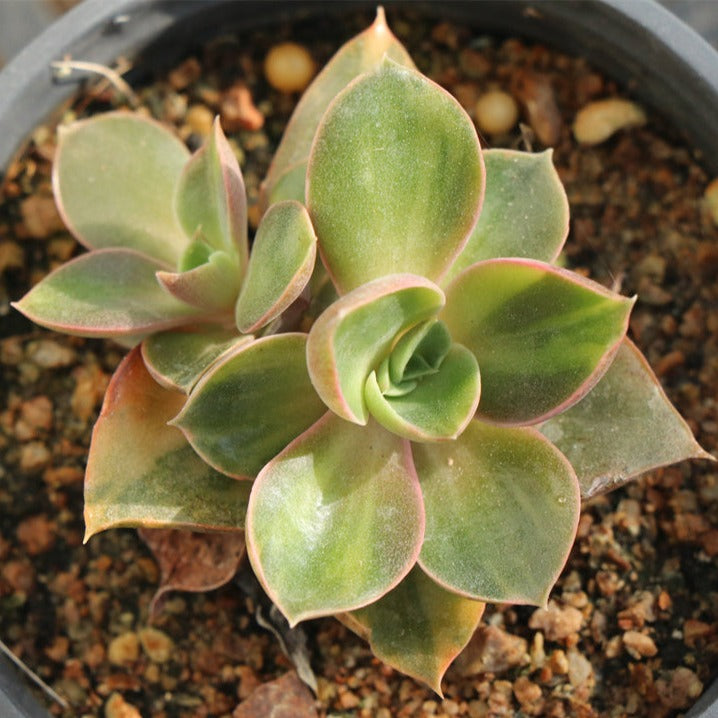 Echeveria Yamato-no-Mai variegated pot size 9cm – Senyang Horticulture
