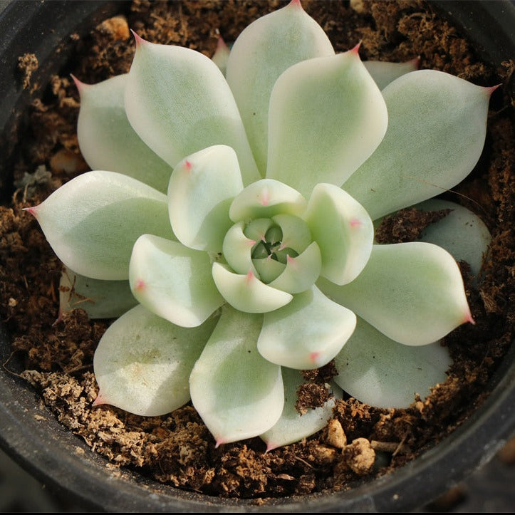 Echeveria Chihuahuaensis variegated pot size 9cm – Senyang Horticulture