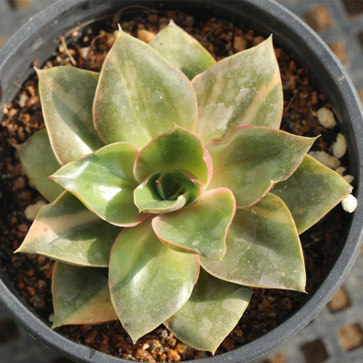 Echeveria Yamato-no-Mai variegated pot size 9cm – Senyang Horticulture