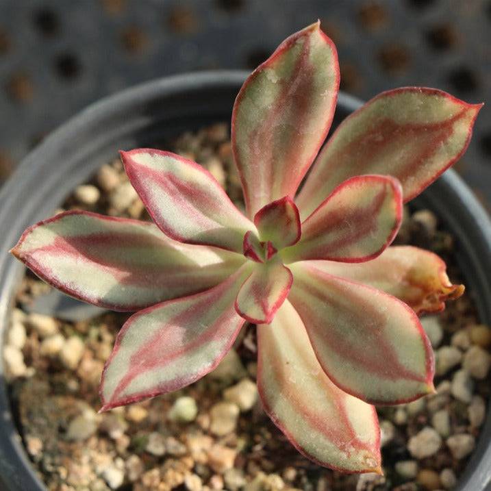 Echeveria Nodulosa variegated pot size 9cm – Senyang Horticulture