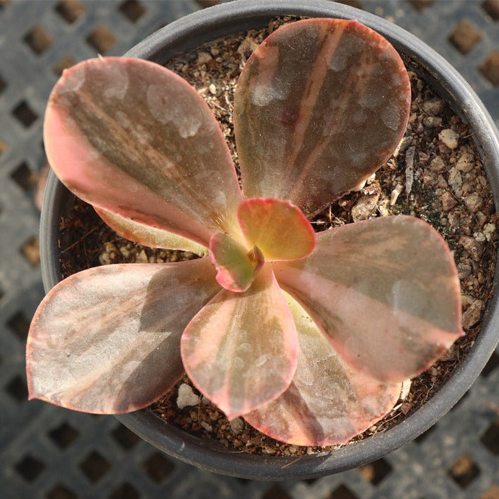 Echeveria Fasciculata variegated modona pot size 9cm – Senyang Horticulture