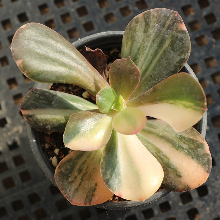 Echeveria Fasciculata variegated modona pot size 9cm – Senyang Horticulture
