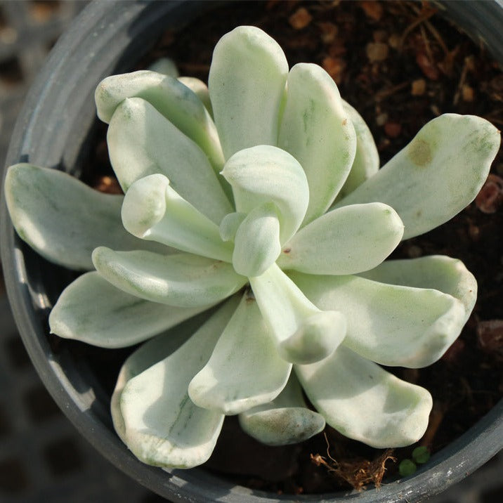 Echeveria Rare variegated Succulents (咒语) – Senyang Horticulture