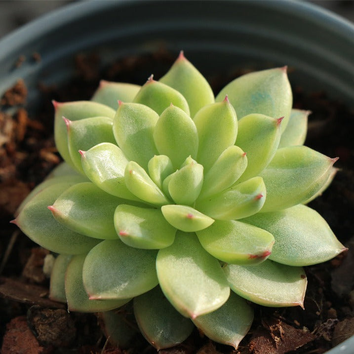 Echeveria rare variegated succulents pot size 9cm (麦比娜) – Senyang ...