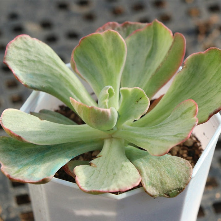 Echeveria Rare variegated succulents (粉曼吉) – Senyang Horticulture